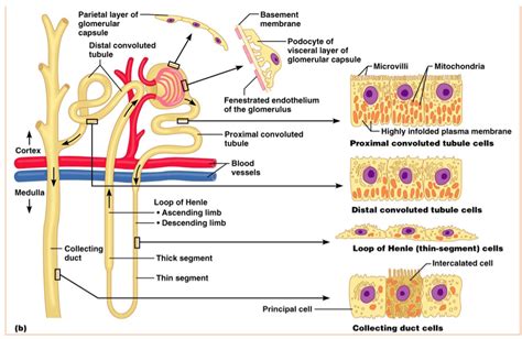 Proximal Convoluted Tubule Cells