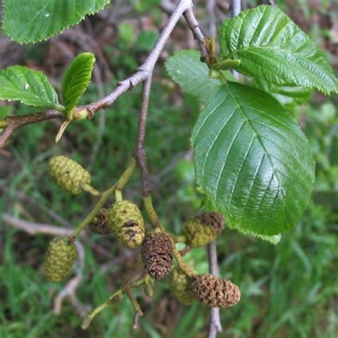 White Alder Tree Lavender