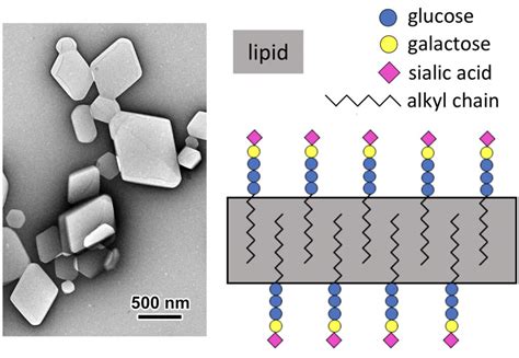 Biotechnological Production Of Sialylated Solid Lipid Microparticles As Inhibitors Of Influenza