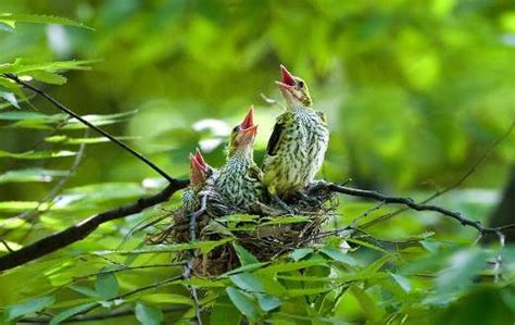 Arbres à Oiseaux Loriot Puzzle En Ligne