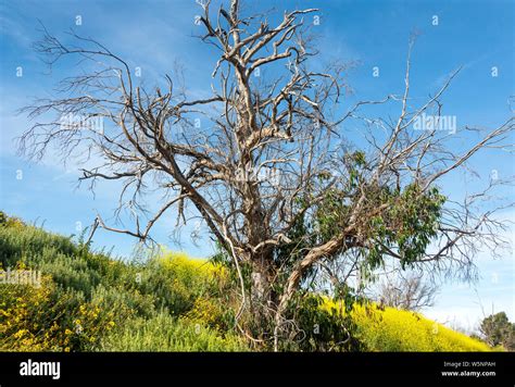 Starkly Beautiful Dying Eucalyptus Tree Is Surrounded By Bright Yellow