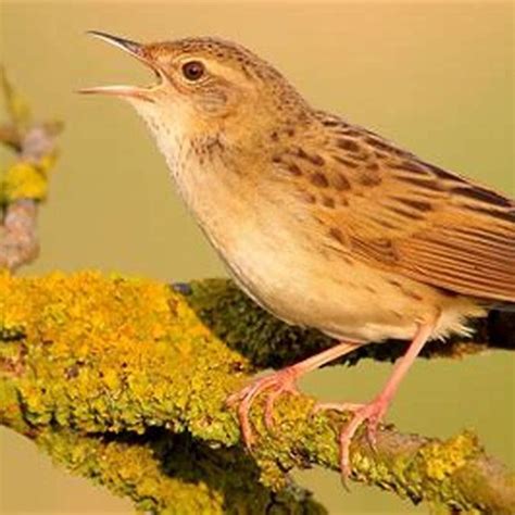 Do Grasshopper Warblers Sing At Night Diy Seattle