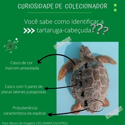 Você Conhece A Tartaruga Cabeçuda Ceclimar
