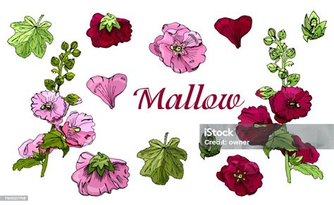 꽃다발과 적갈색과 분홍색 멜로 꽃과 녹색 잎의 단일 꽃 컬렉션 손으로 그린 잉크와 흰색 배경에 격리 된 컬러 스케치 아욱에 대한 스톡 벡터 아트 및 기타 이미지 Istock