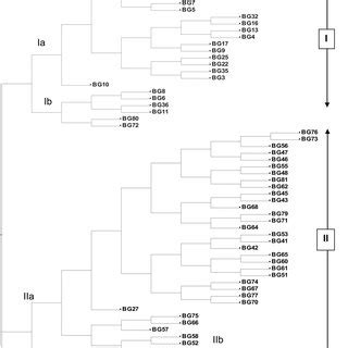 Neighbor Joining Dendrogram Using The Unweighted Pair Group Method