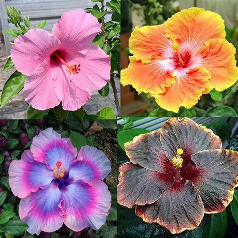 Hibiscus Rosa Sinensis