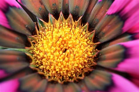 The Fascinating Sex Lives Of Plants From Flirty Plants To Surrogate