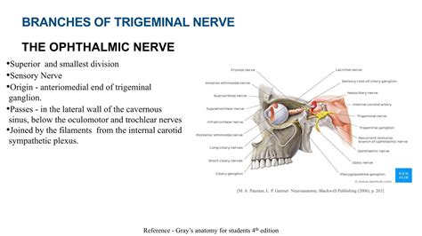 Trigeminal Nerve And Applied Anatomy Ppt