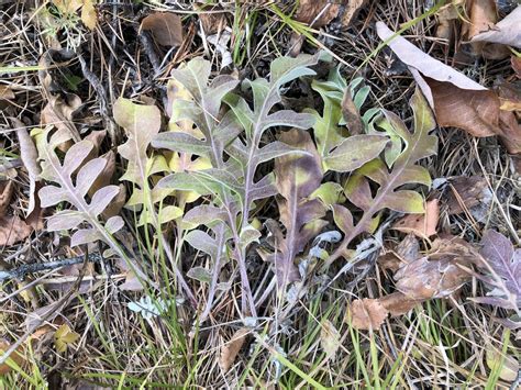 Psephellus Sibiricus From Нижнесергинский р н Свердловская обл