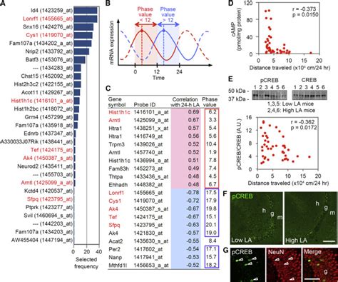 Expression Levels Of Circadian Genes And Camp Creb Pathway Were Altered Download Scientific