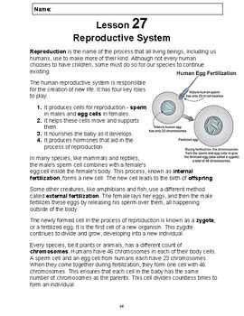 Reading Passage 27 Reproductive System PDF TPT
