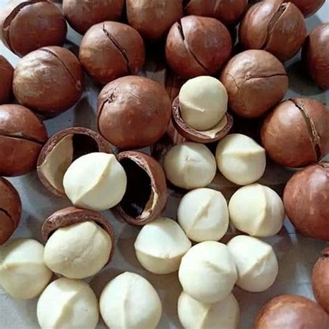 Macca Nhân 500g Hà Nội Nuts