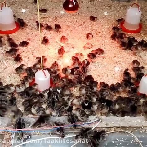 جوجه کشی موفق بوقلمون به کمک دستگاه جوجه کشی فاخته