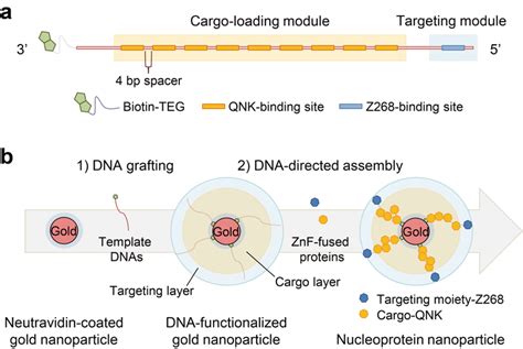 programmed assembly of nucleoprotein nanoparticles using dna and zinc