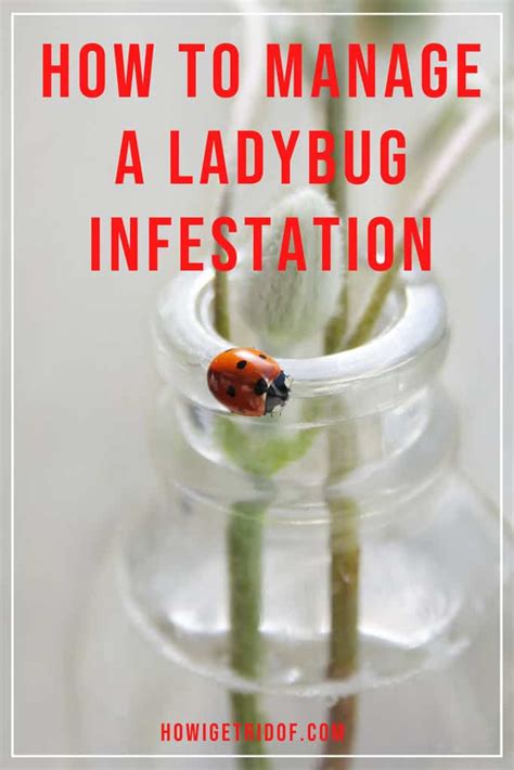 How To Manage A Ladybug Infestation How I Get Rid Of
