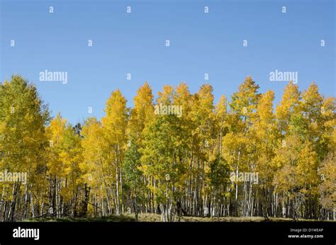 Aspens Turn A Bright Yellow In The Fall Near Flagstaff Arizona Usa