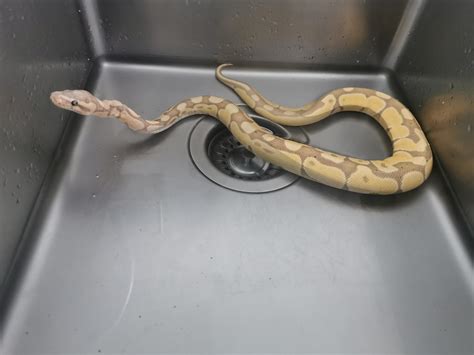 Rare View Of A Royal Python Not Squished Up Into A Ball Rballpython