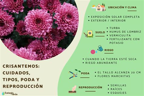 Hojas De Trabajo Sobre Crisantemos