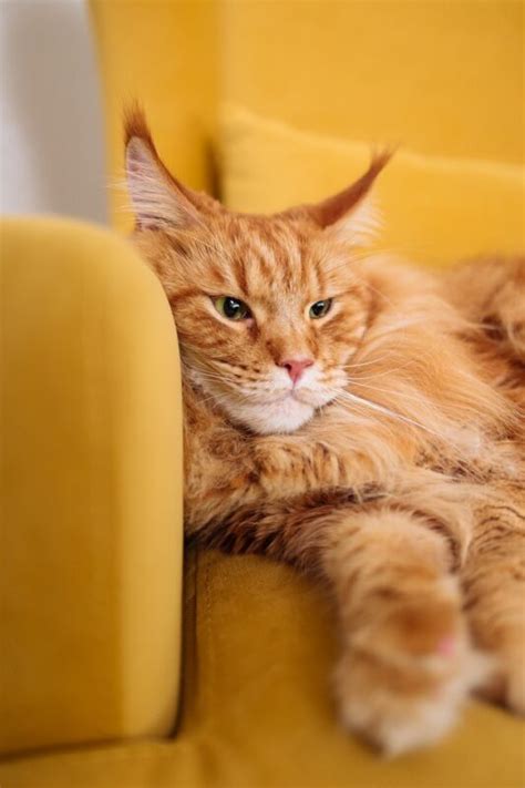 What To Give A Constipated Cat