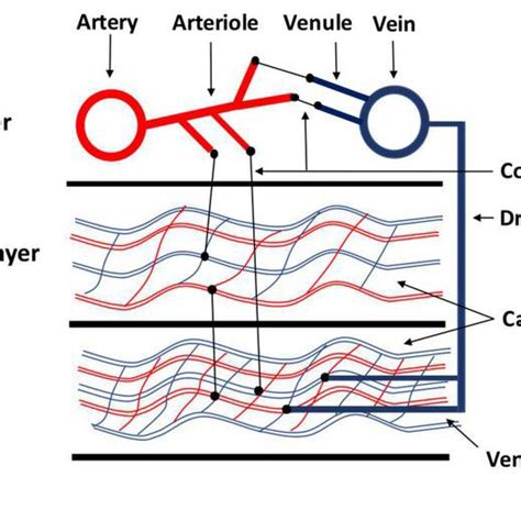 Sketch Of The Different Layers Of Retinal Circulation In The