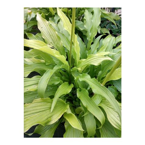 Hosta Sukey Sue Sukey Sue Hosta Broken Arrow Nursery