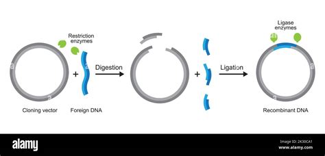 Molecular Illustration Of Gene Cloning From Plasmid To Recombinant Dna
