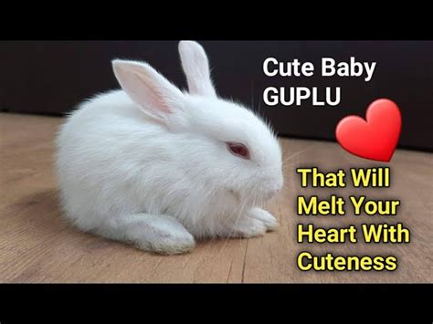 Super Cute Tiny Bunnies That Will Melt Your Heart Best Cute