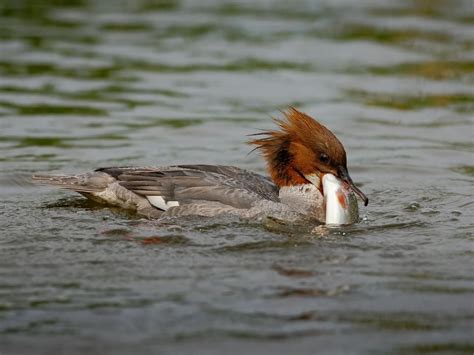 Do Ducks Have Teeth All You Need To Know Birdfact