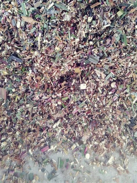Napier Grass Silage Cattle Feed 10 At ₹ 650kg In North 24 Parganas