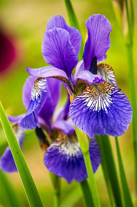 Foto De Stock Gratuita Sobre Belleza Floral Belleza Natural Botánico