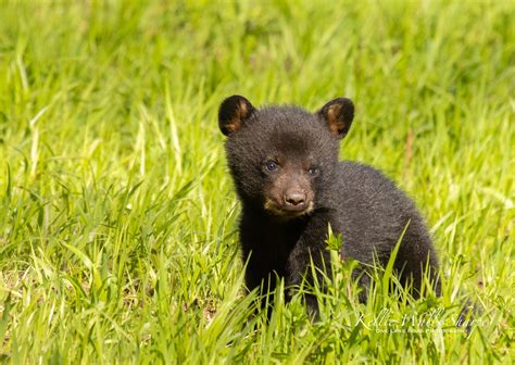 Sitting Black Bear Cub
