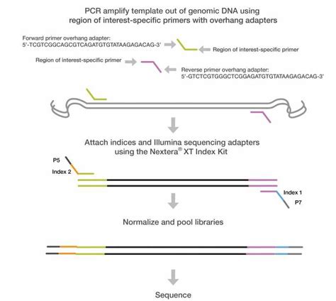 16s V3 And V6 Amplicon Workflow Modified According To The Guideline Of