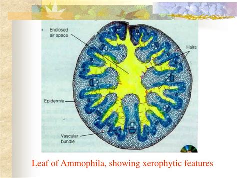 Xerophytic Adaptations Characteristics Of Xerophytes And Their