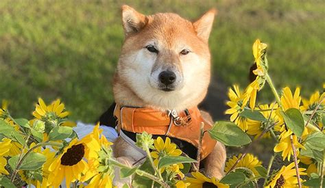 猛暑に負けない柴犬ライフ〜柴犬あるある夏の暑さ対策編～｜プレミアムドッグフード専門店・通販 Pochi ポチ公式サイト