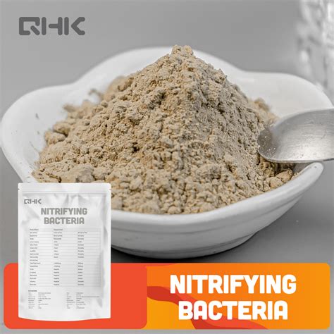 Nitrobacter Bacteria