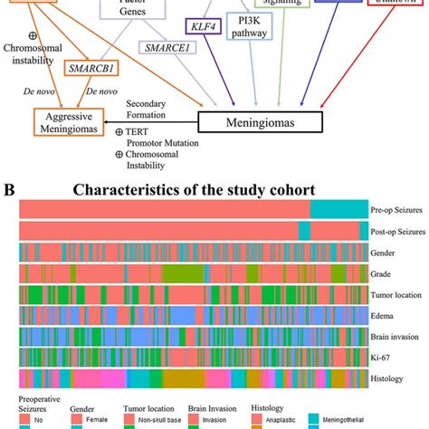 A Meningioma Driver Mutations And Pathways 20 35 36 B Download
