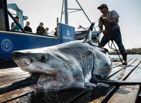 World Biggest Shark Attack