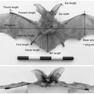Pdf An Association Between Ear And Tail Morphologies Of Bats And