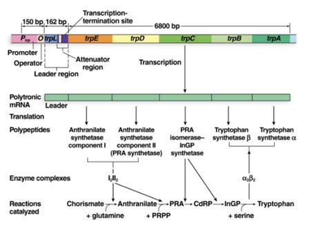 Solved Explain How Gene Regulation Of The Tryptophan Operon