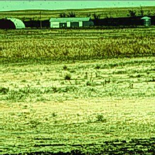 Salt Affected Soil In A Soil Such As This Growth Of Most