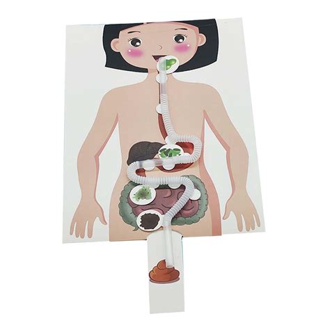Kokiya Human Digestive System Handicraft Simulation Body Parts Organs