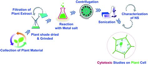 Schematic Diagram Of Fabrication Of Ag Ns And Ceo2 Ns Using O Europaea
