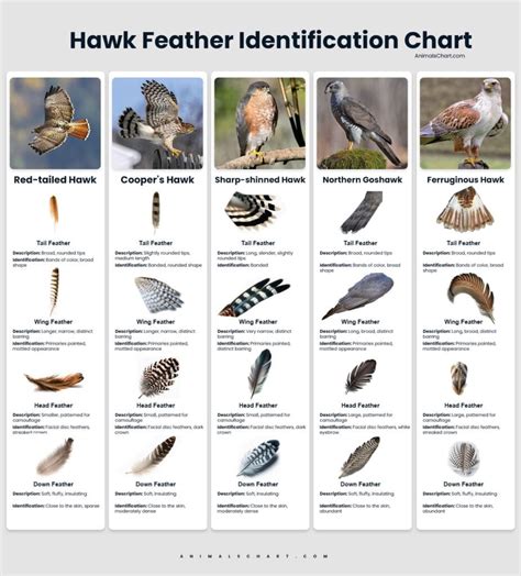Hawk Feather Identification Chart Recognize Different Hawk Feathers