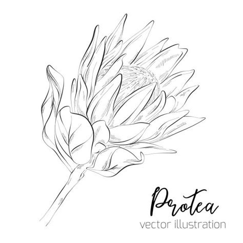 Protea Illustrations Royalty Free Vector Graphics And Clip Art Istock