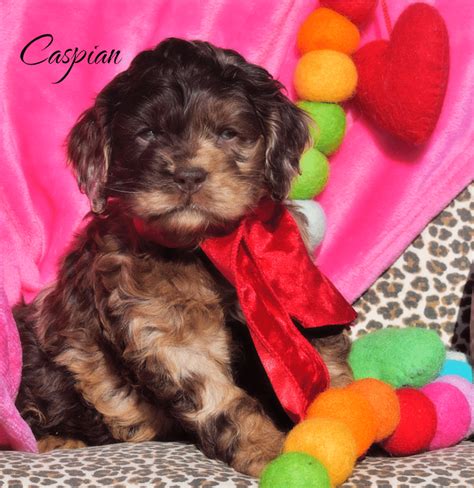 Cockapoo Puppies
