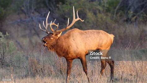 Elk Also Known As The Wapiti Is One Of The Largest Species Within The