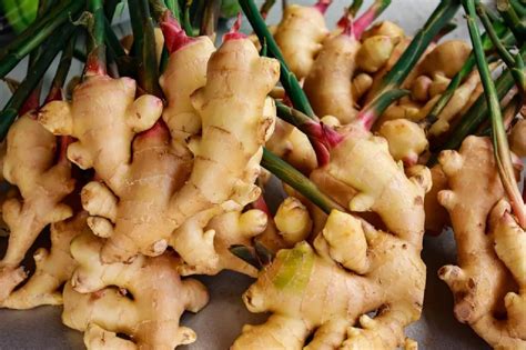 Ginger Ginger Supplements Can Be Beneficial In Treating Autoimmune