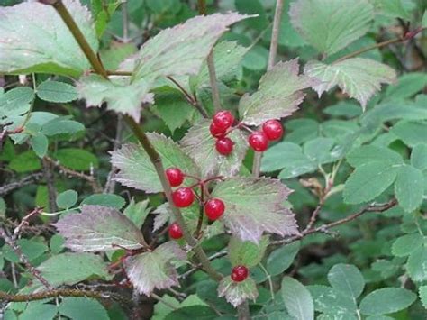 High Bush Cranberry Alaskaorg