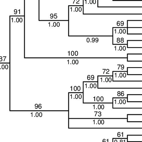 maximum likelihood tree from analysis of symplocos dna sequence data