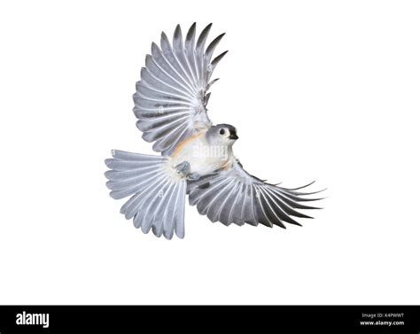 Tufted Titmouse Baeolophus Bicolor Flying Isolated On White